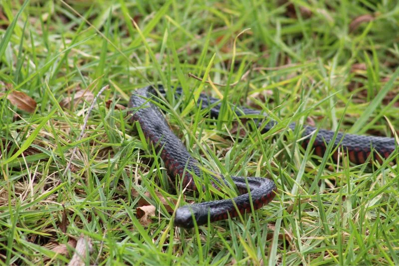 Snake and Spider Bites in Pets | Adelaide | Nexus Emergency